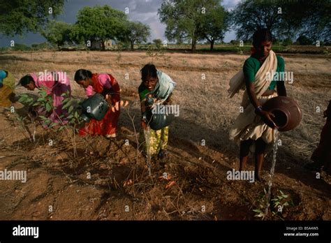 Women Planting Trees Andhra Pradesh India Stock Photo Alamy