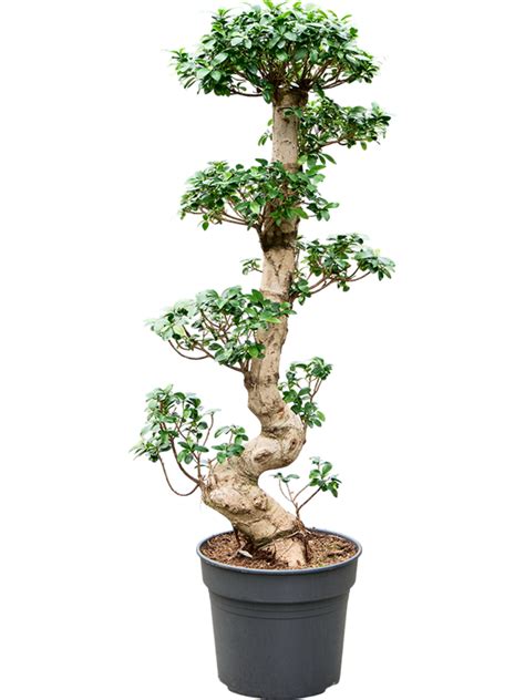 Ficus Microcarpa Compacta Schnelle Lieferung Fleurdirect