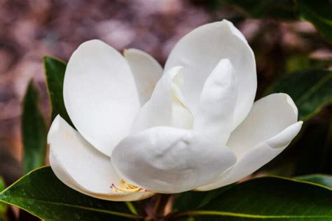 Different Types Of Magnolia Trees