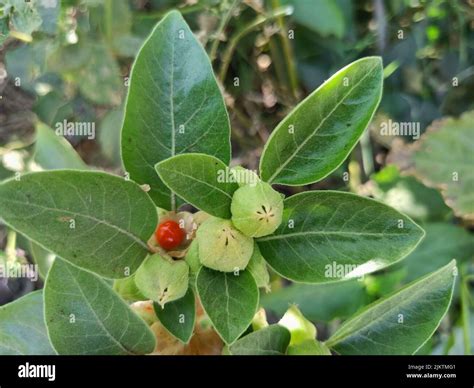 Ashwagandha Plant Withania Somnifera Poison Gooseberry Indian