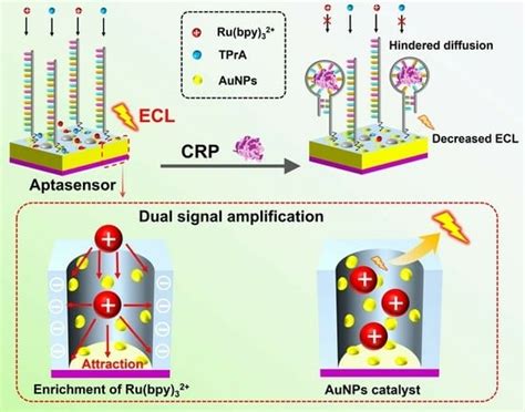 Electrochemiluminescence Aptasensor With Dual Signal Amplification By
