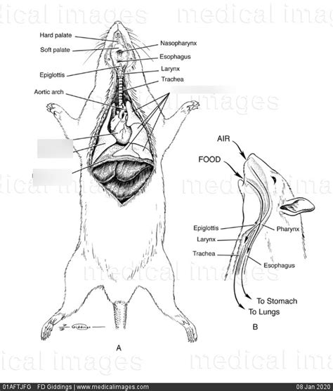 Diagram Of Rat Dissection Circulatory Quizlet