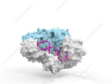 Hiv 1 Reverse Transcriptase And Drug Delivery Illustration Stock Image C045 9930 Science