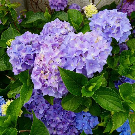 수국 꽃들 보라색 꽃 Pixabay의 무료 사진 Pixabay