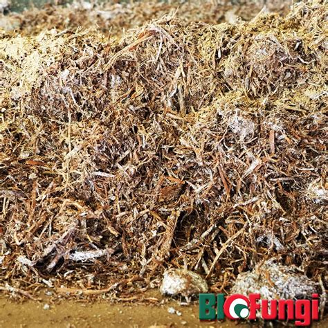 Phase Iii Compost Phase Iii Compost Is Inoculated And Spawned In Mass