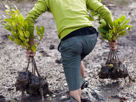 5 Contoh Program Csr Perusahaan Yang Berdampak Terhadap Pengurangan Jejak Karbon Satuplatform