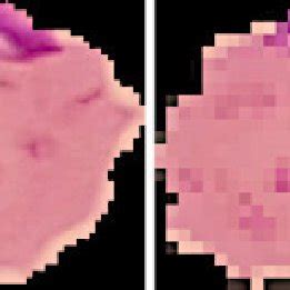Cell Images Resized To A Size Acceptable By A Pre Trained Network Left Download Scientific