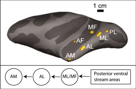 Layout Of Face Selective Regions In Macaque Visual Cortex Adapted From Download Scientific