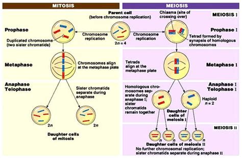 Difference Between Anaphase Of Mitosis And Anaphase Of Meiosis QS Study