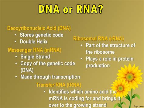 Review For Final Exam Biology 202b 5 28 13 Materials Needed Ppt Download