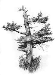 Graphite Pencil Drawings By Diane Wright Tree Drawing Landscape Sketch Landscape Drawings