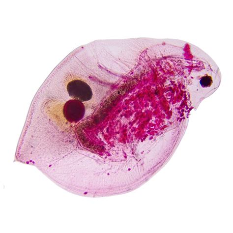 Cb Centurion Cockroach Peregrine