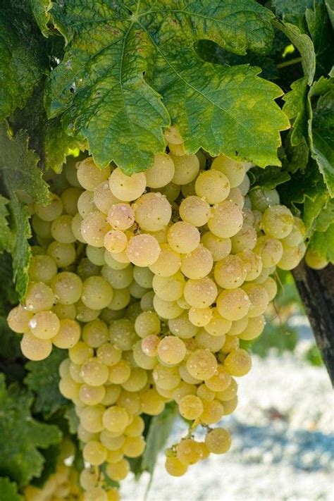 Uva Palomino Fina Uva Para Vinho Branco — Plantamus Nursery Online