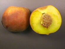 Flowers Types Of Fruits Flashcards Quizlet