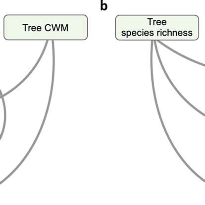 Hypotheses Framework For Relationships Among Tree Species Richness Download Scientific Diagram
