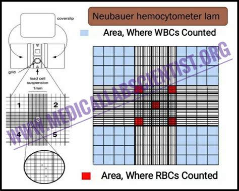Hemocytometer Slide