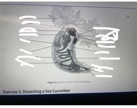 Sea Cucumber Labeled Quiz