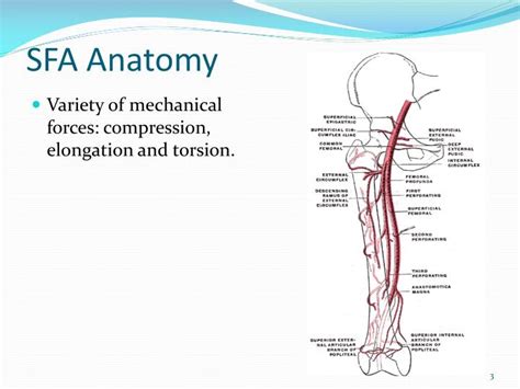 Ppt Dynamic Hemodynamic Simulation On Femoral Artery Powerpoint Presentation Id2755430