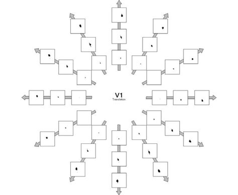 4 Activation Of Area V1 For Counterclockwise Rotation The Rotating