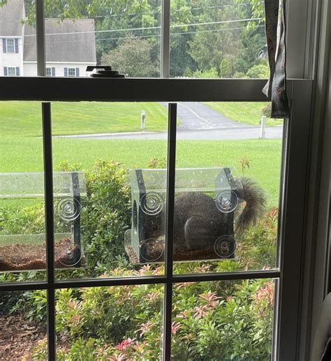 Fat Groundhog Asserts Dominance By Standing On Table Eating Everything