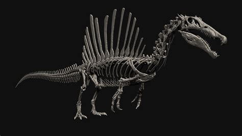 3d Spinosaurus Full Skeleton Sculpt Model Model Turbosquid 1714710