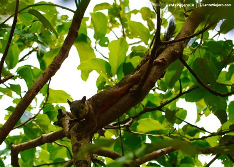 Ardilla Chiza Sciurus Variegatoides Rigidus Costa Rica Carlos M Morales Photography