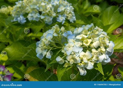 Hydrangea Hydrangea Macrophylla Stock Image Image Of Umbrella Margin 116694705