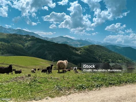 목초지에서 풀을 뜯고 있는 양들 여름날 산을 배경으로 한 녹색 들판 싱그러운 풀과 양떼 0명에 대한 스톡 사진 및 기타 이미지 0명 가축 거리가 먼 Istock