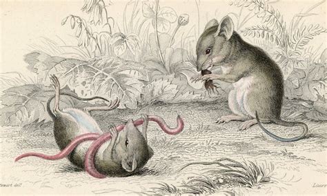 C 1845 Harvest Mice Engraving • Original Antique Print • Rodent Print