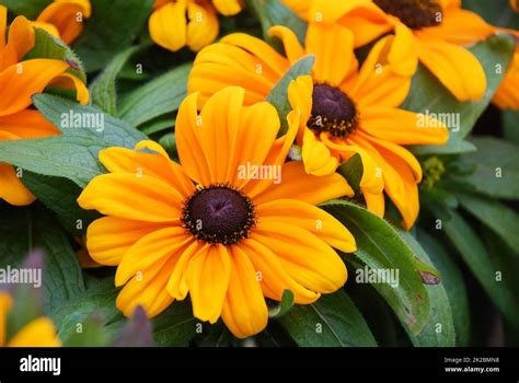 Yellow Black Eyed Susans Rudbeckia Hirta Flowering In A Summer Garden