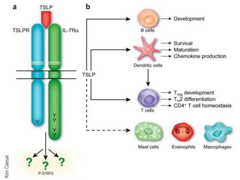 Effects Of An Anti Tslp Antibody On Allergen Induced Asthmatic