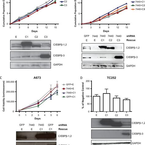 Cebpb Expression In Ewing Sarcoma A Cebpb Expression Was