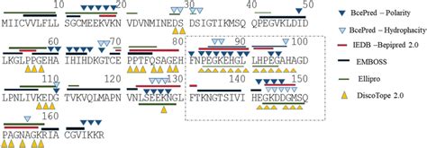 Description Of The Selected B Cell Epitopes Of Superoxide Dismutase