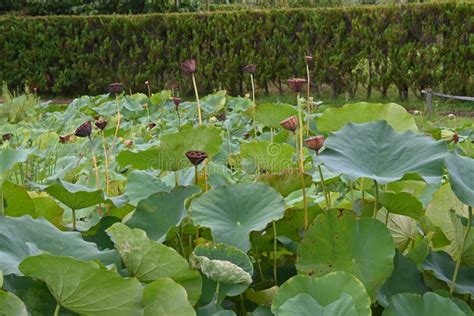 Lotus Flower And Fruit Receptacle In The Summer Lotus Field Stock