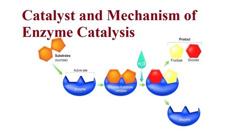 Enzymes And Catalysts Reaction At Vincent Miller Blog
