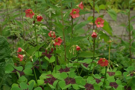 Oxalis Tetraphylla