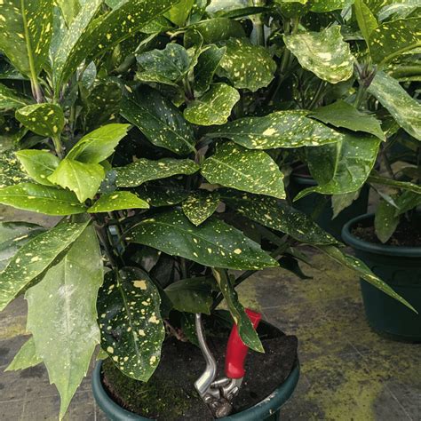 Aucuba Japonica Variegata Trevena Cross