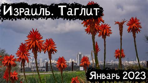 Израиль | Таглит - YouTube