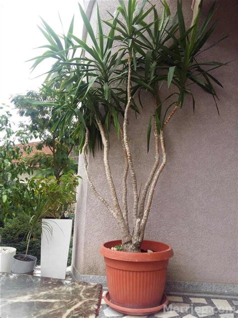 Lule Druri I Jetes Shtime