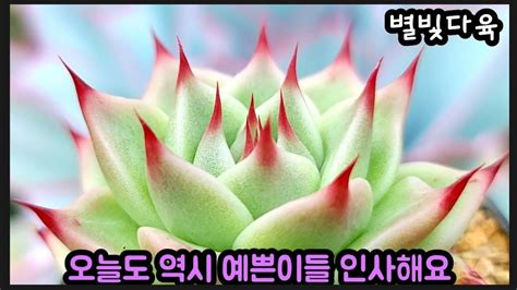다육명품다육지젤 금토스카넬리하월시아종마디바해모수신상다육골드샤넬succulent Plant肉质植物별빛다육