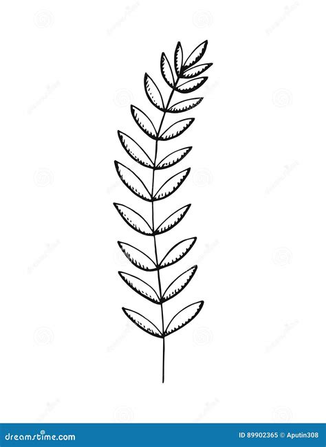 Plant Twig With Leaves Hand Drawing Stock Vector Illustration Of