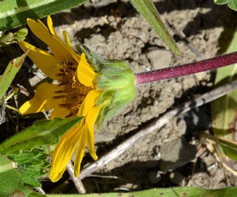 Narrow Leaf Mule Ears Photos Page 1