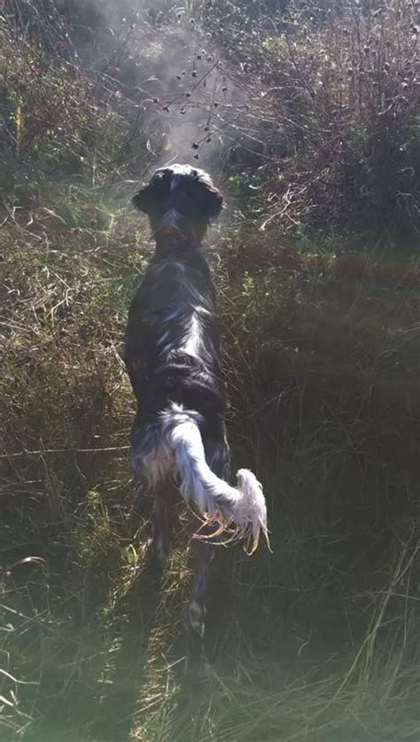 English Field Type Setter Renglishsetter