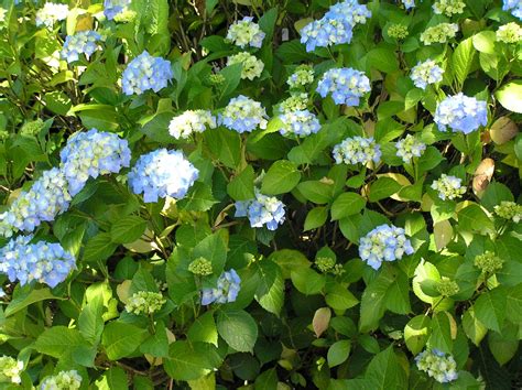 Florida Hydrangea Hydrangea