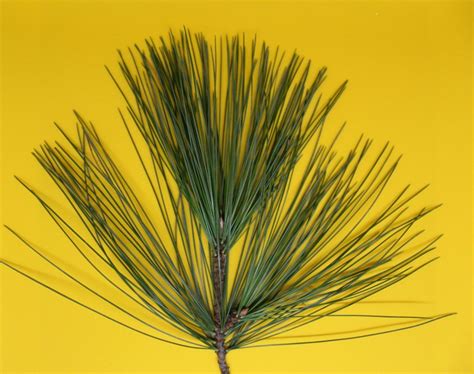 Longleaf Pine Needle Basketry Workshop With Artist Michelle Drake
