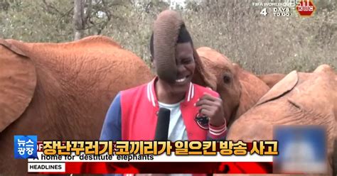 톡톡 지구촌 장난꾸러기 어린 코끼리가 일으킨 케냐 방송 사고