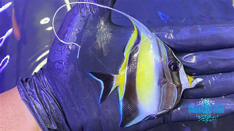 Moorish Idol School Of Fish Online Store