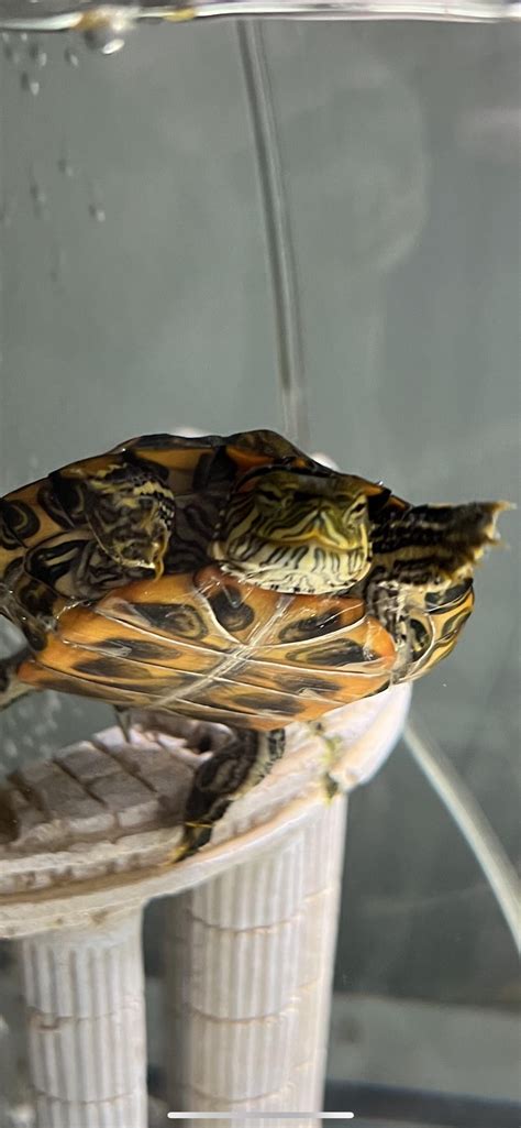 Turtle transformation : r/turtle