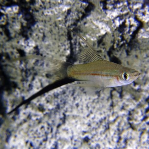 Xiph Helleri Zwaarddrager Groen Wag Ml Zwaarddragers Jarathana