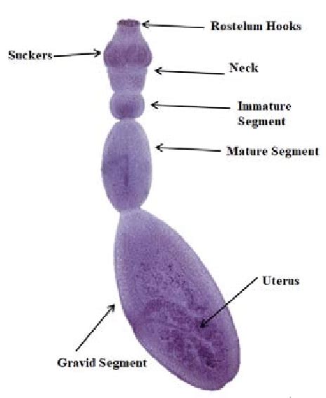 Morphology Of Adult Worm Of Echinococcus Granulosus Source [19] Download Scientific Diagram